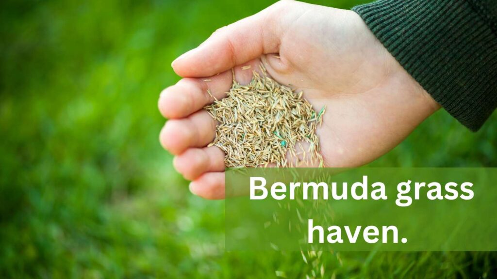 Top Bermuda Grass Seeds for Dense Lawns in 2025