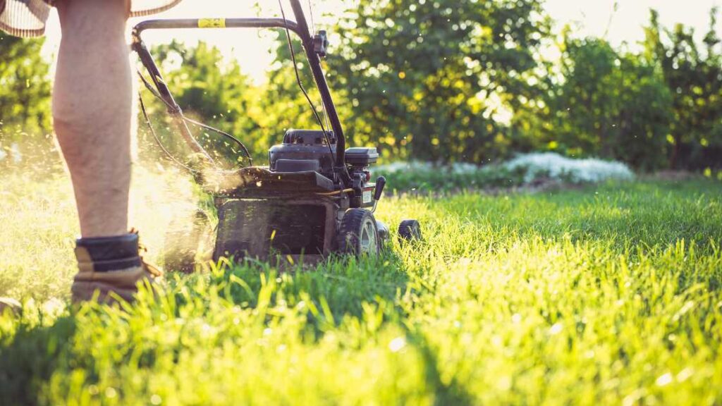 Mowing Wet Grass: Why It Harms Your Lawn and Mower
