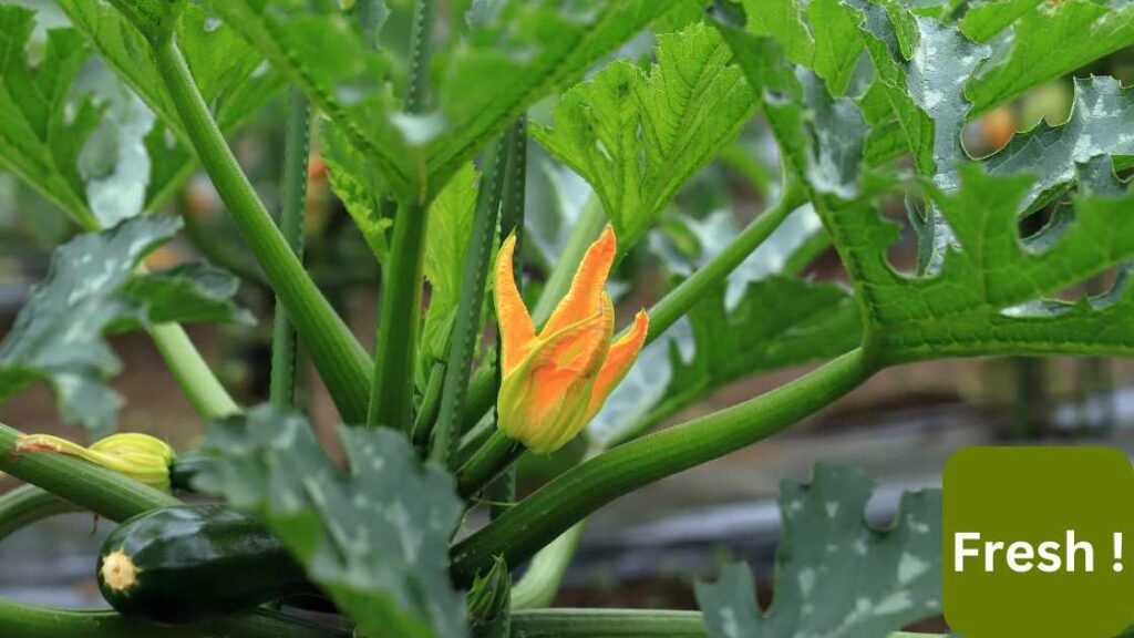 Grow Zucchinis in Pots – Container Gardening Tips for a Big Harvest